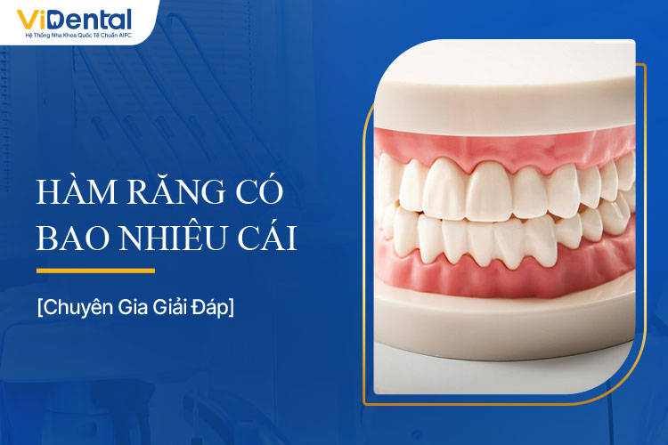 Hàm Răng Có Bao Nhiêu Cái? Cấu Tạo Như Thế Nào?